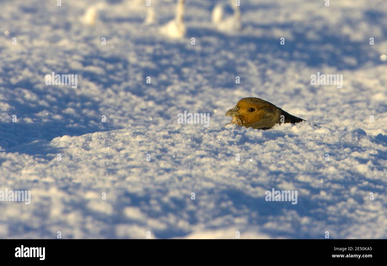 Wild partridge nest england hi-res stock photography and images - Alamy