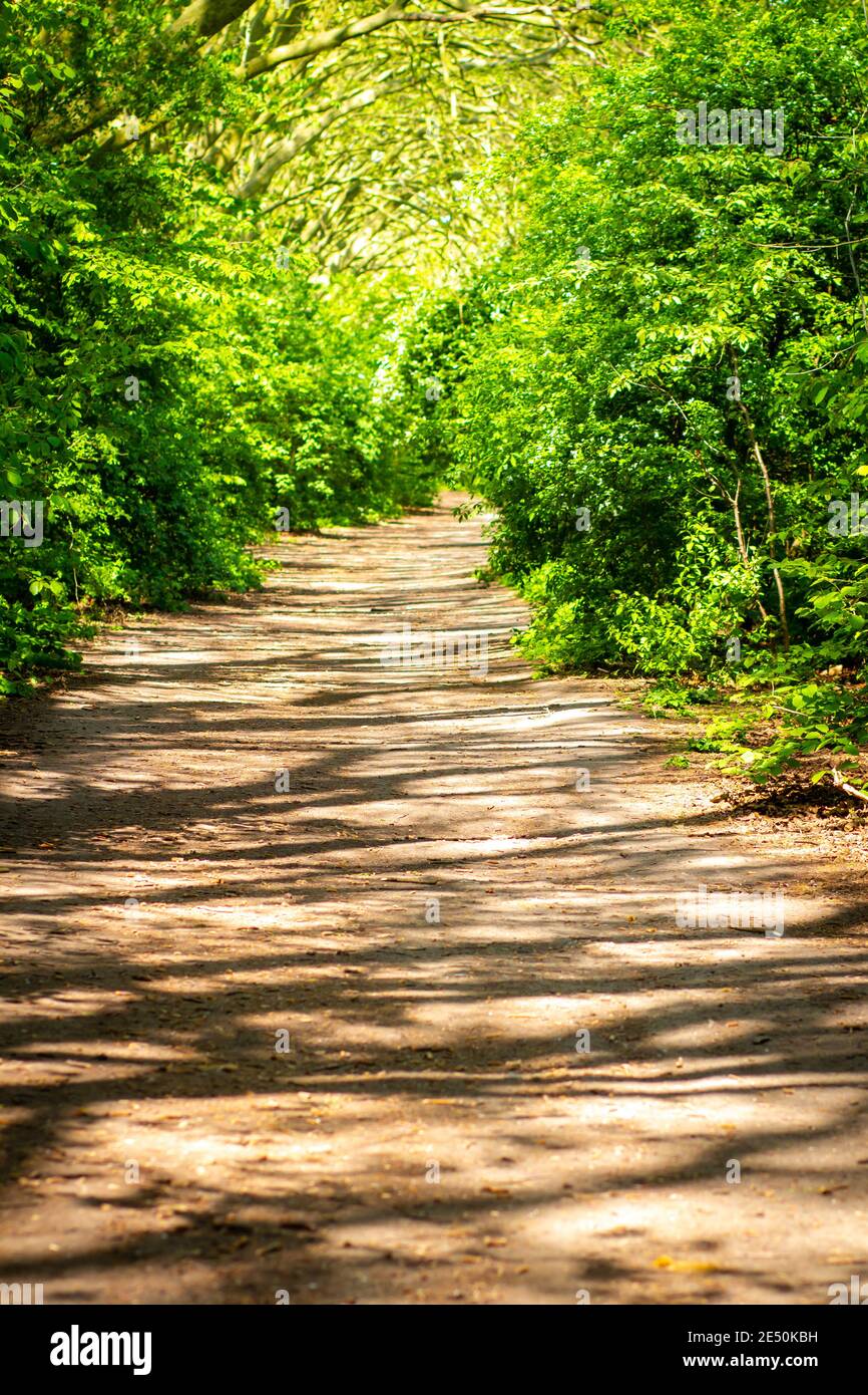 An empty path leading through the forest in Hackney, London Stock Photo ...