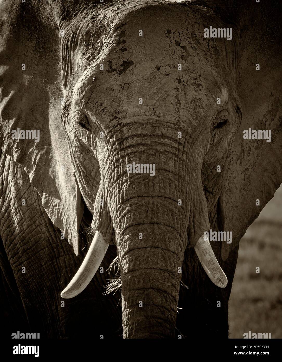 Portrait of African elephant (Loxodonta africana), front head face ...