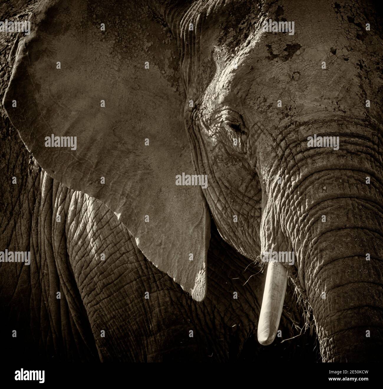 Closeup of African elephant (Loxodonta africana), black and white ...