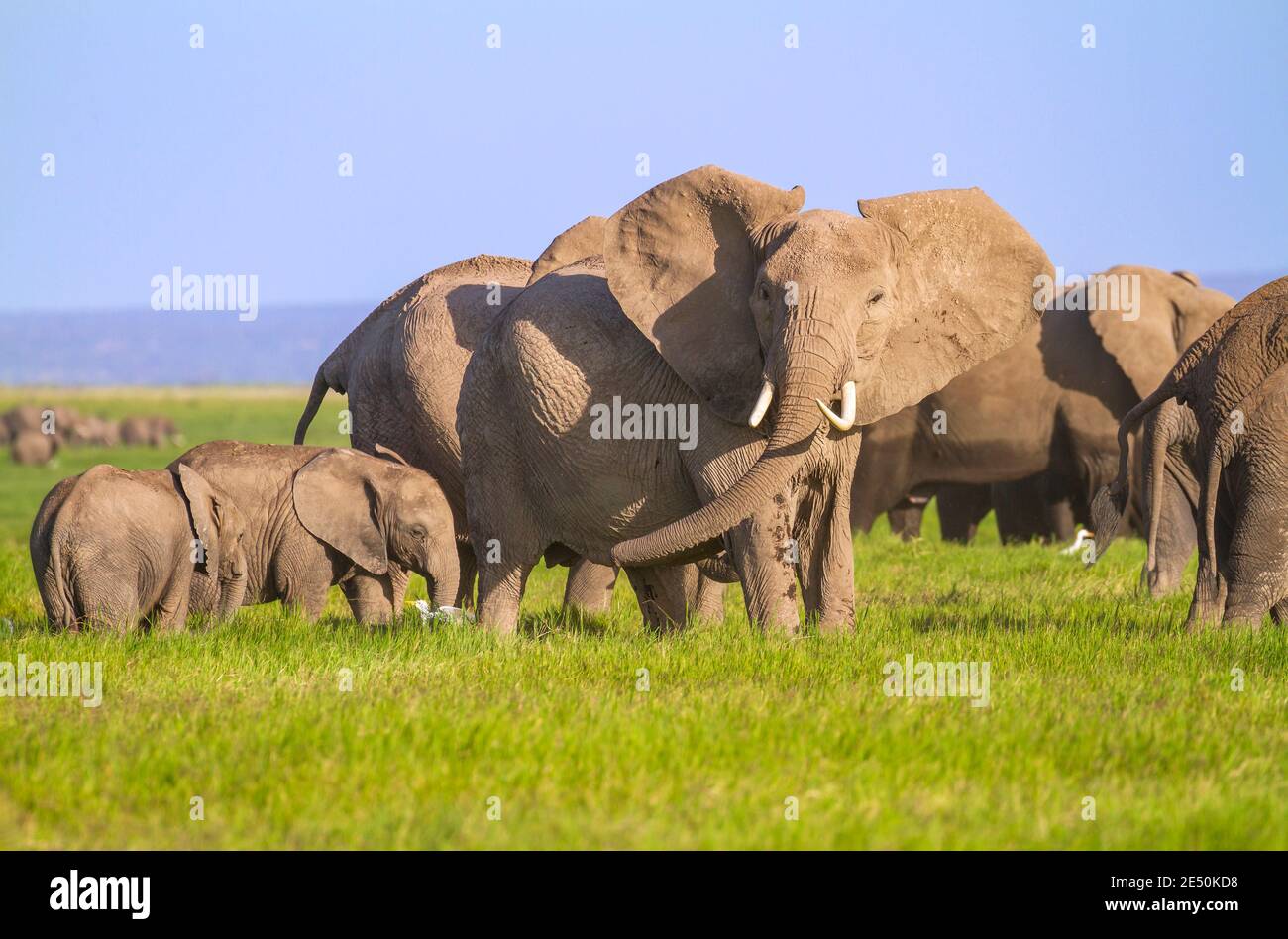 Big calves hi-res stock photography and images - Alamy