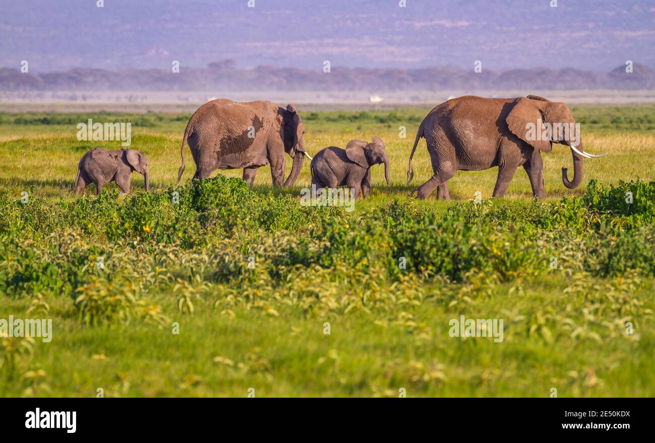Elephant family with two calves walk in single file, one calf playful ...