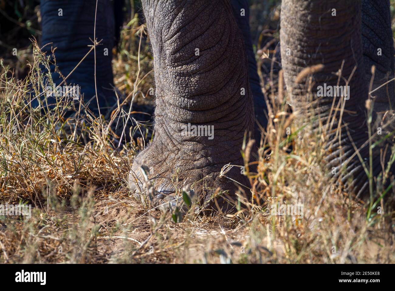 Elephant foot feet close-up close up, on grass in Amboseli National ...