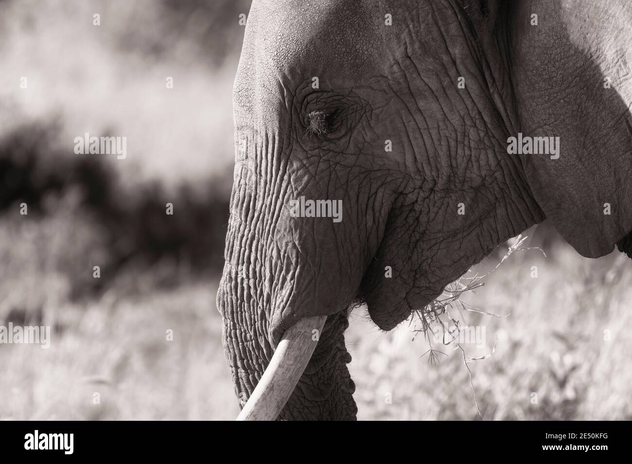 Elephant Face Profile