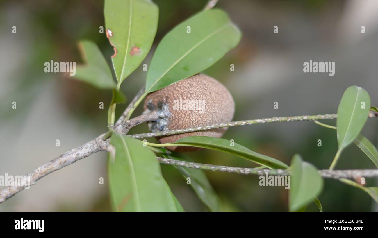 Sapota flower hi-res stock photography and images - Alamy