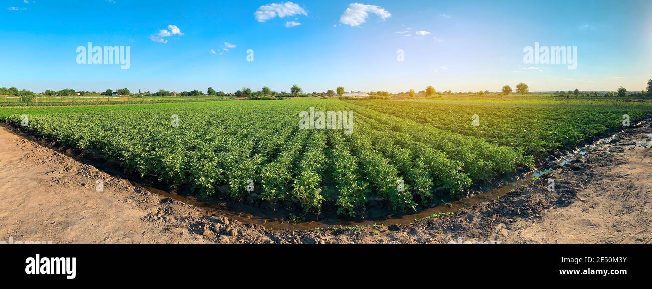 Panoramic photo of a beautiful agricultural view with potato ...