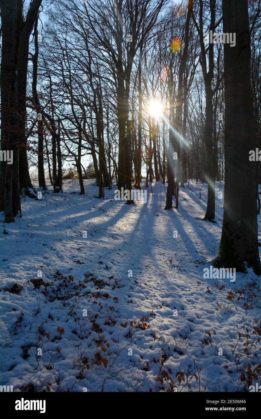 Early morning sun in the forest with snow in Spessart, Bavaria, Germany ...