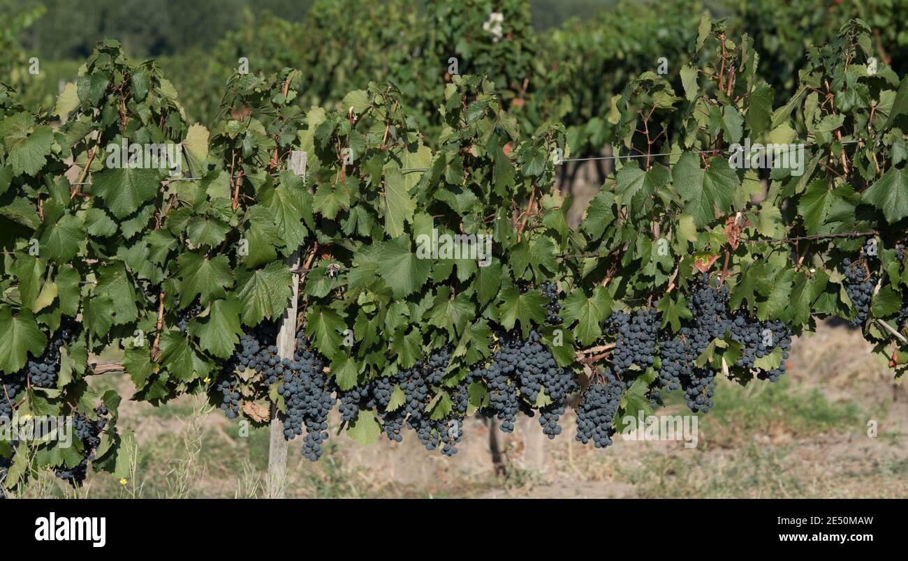 Group of plants of red grapes in line ready to harvest in Mendoza ...