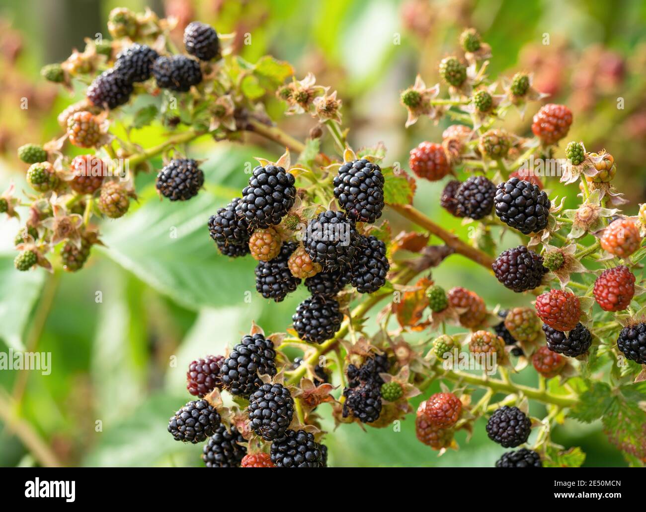 O bunch hi-res stock photography and images - Alamy