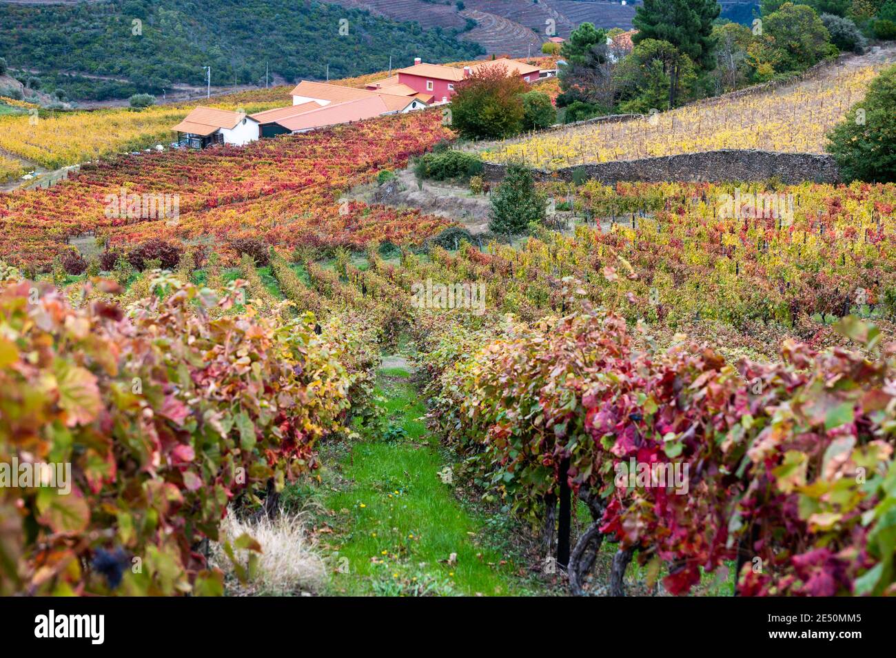 Colorful autumn landscape of oldest wine region in world Douro valley ...