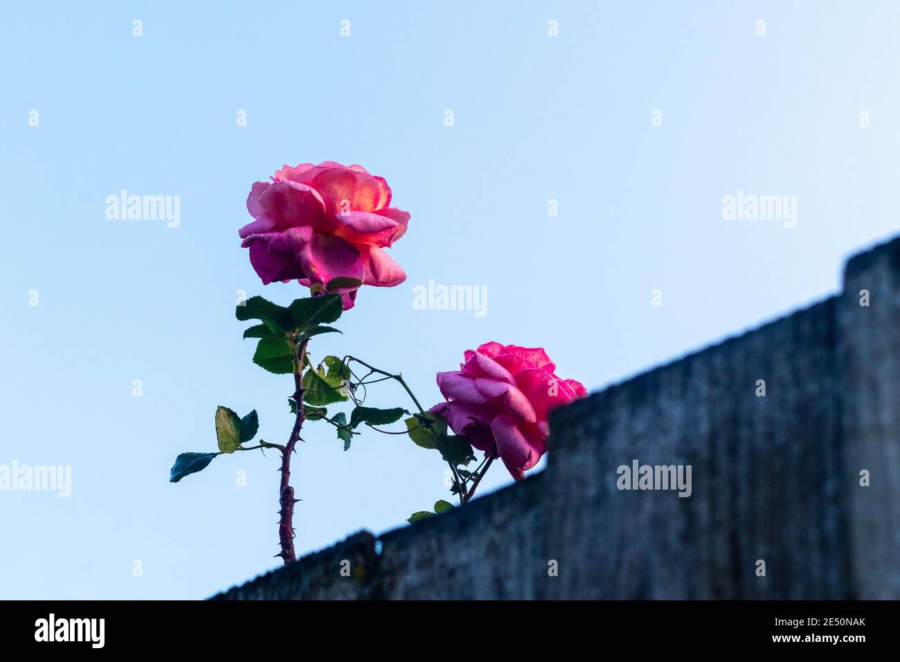 Over the garden wall hi-res stock photography and images - Alamy