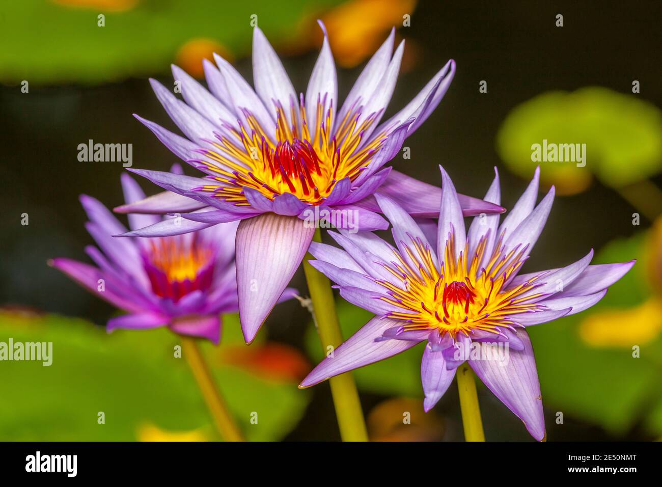 Nelumbo nucifera, also known as Indian lotus, sacred lotus Stock Photo ...