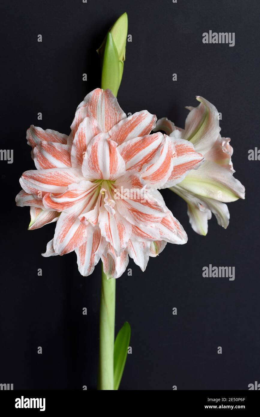 Double layered petals hi-res stock photography and images - Alamy