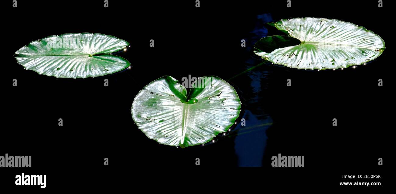 Dark pond hi-res stock photography and images - Alamy