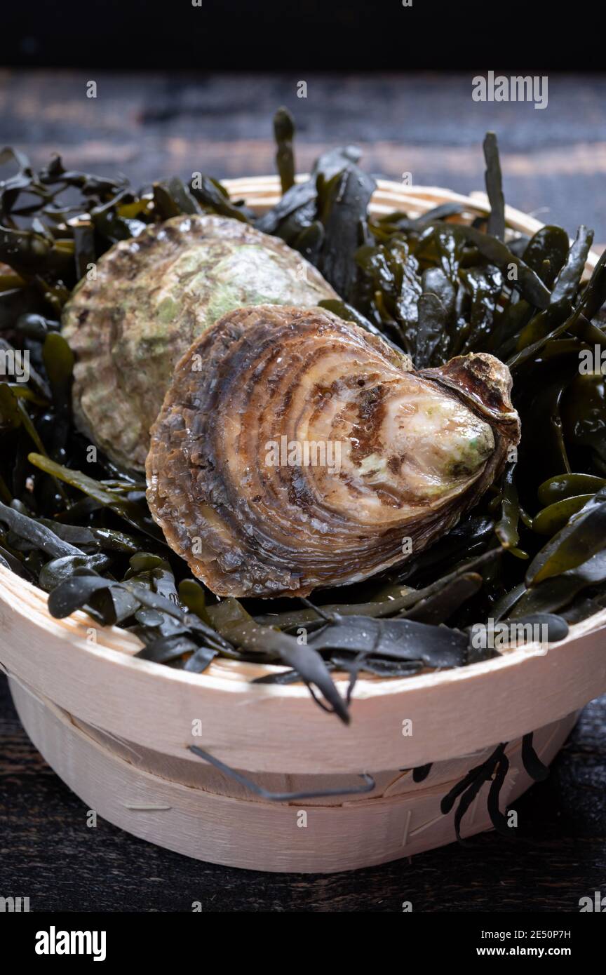 Native oyster ostrea edulis hi-res stock photography and images - Alamy