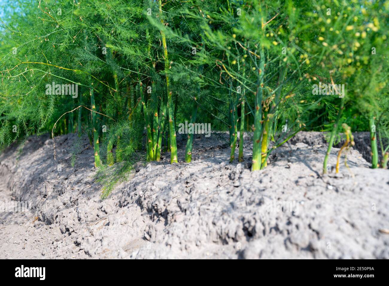 Green plants of white asparagus in summer in rows on fields Stock Photo ...