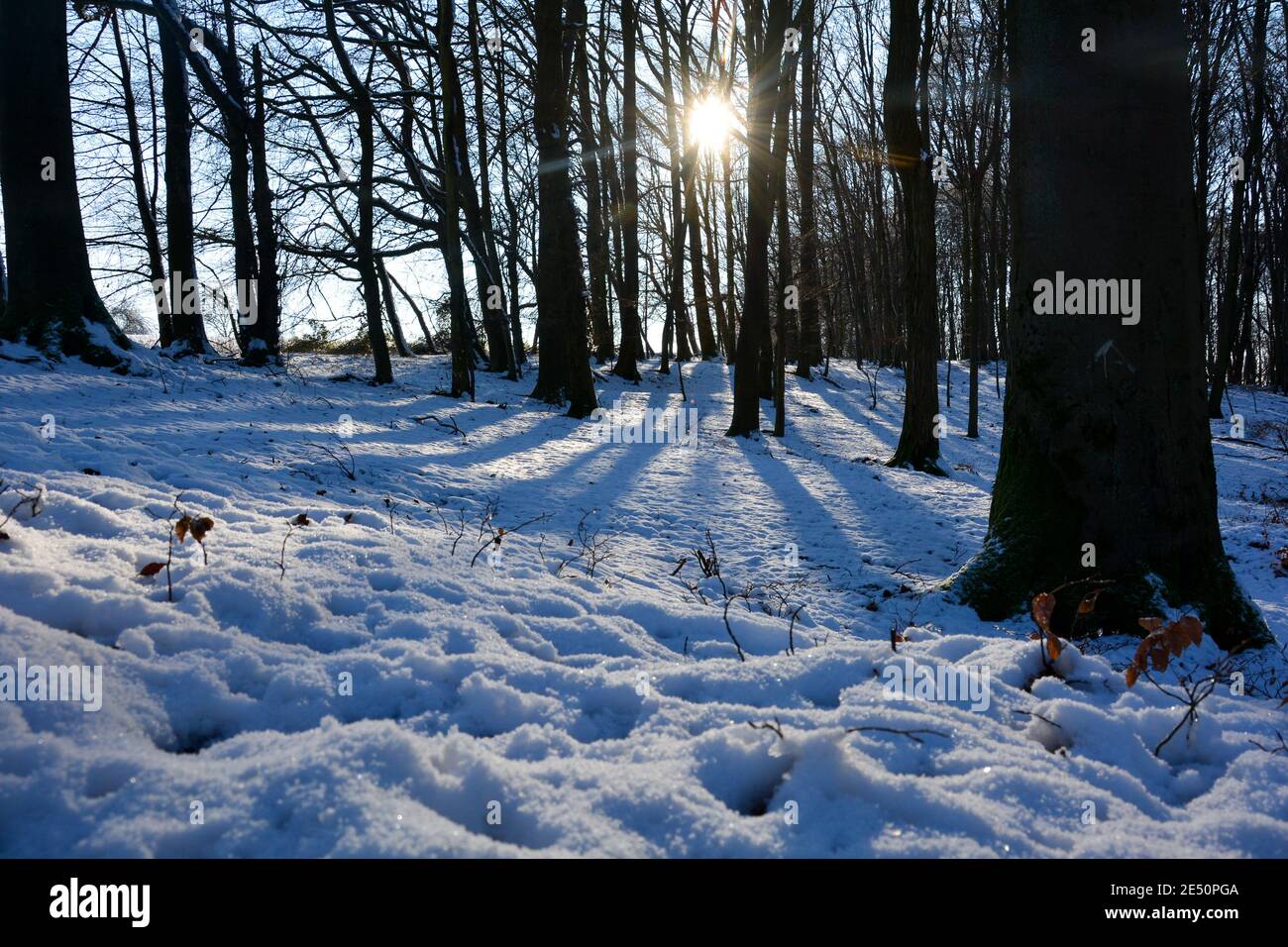 Sunrise behind the trees in the forest, with snow and long shadows in ...