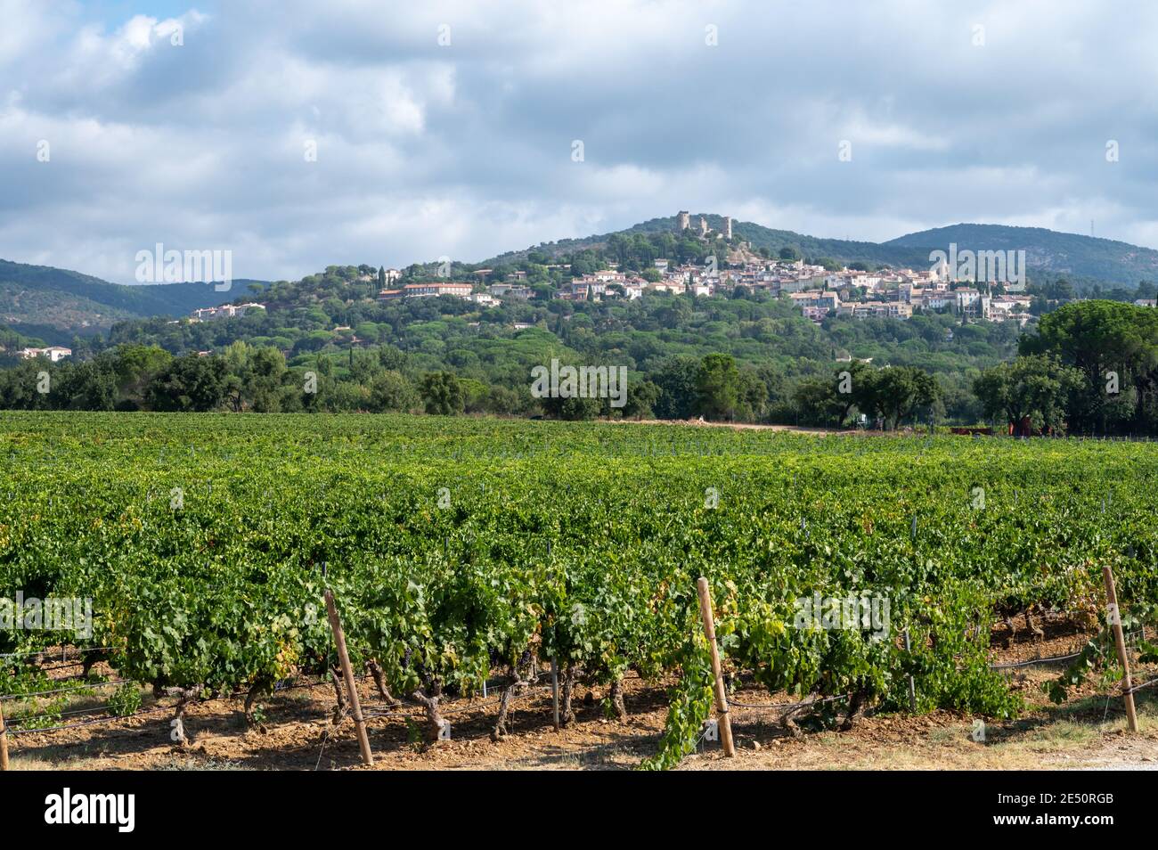 Rows of ripe wine grapes plants on vineyards in Cotes de Provence near ...