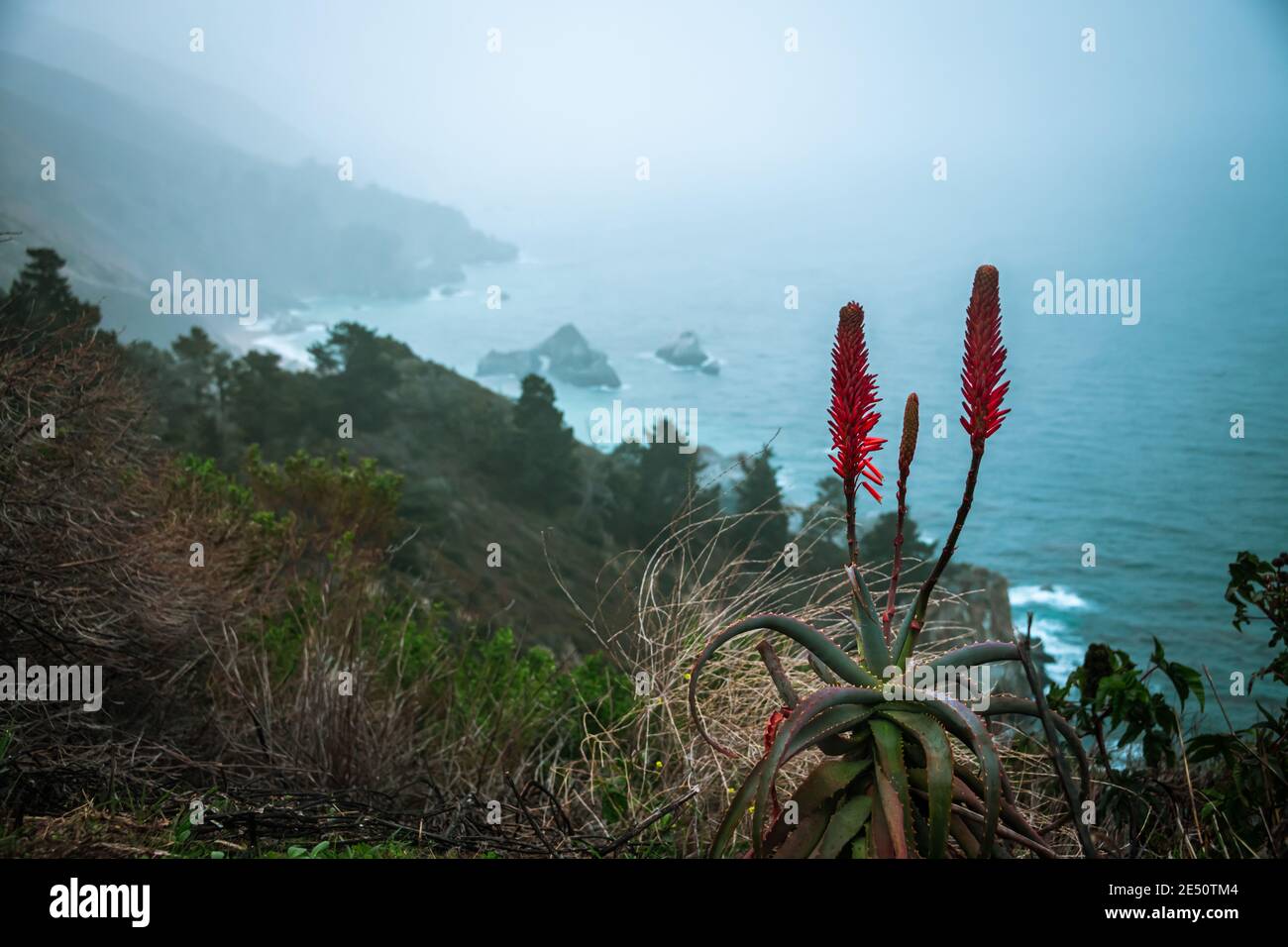 Succulent Flower and Overview of Big Sur During a California Coast ...