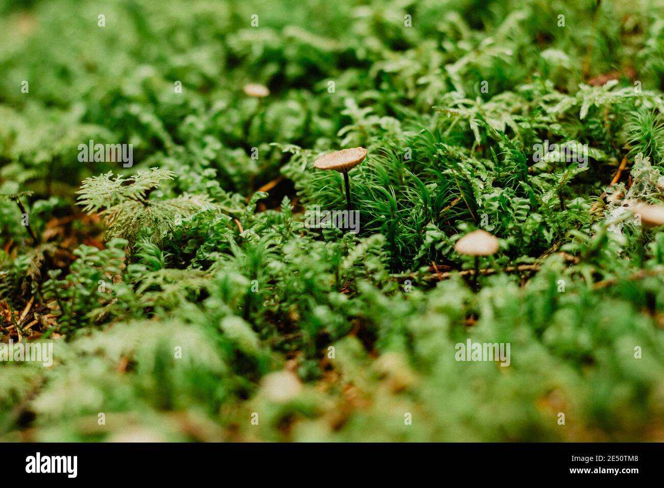 Beautiful Bright Green moss macro view. Fresh nature for wallpaper.Moss ...