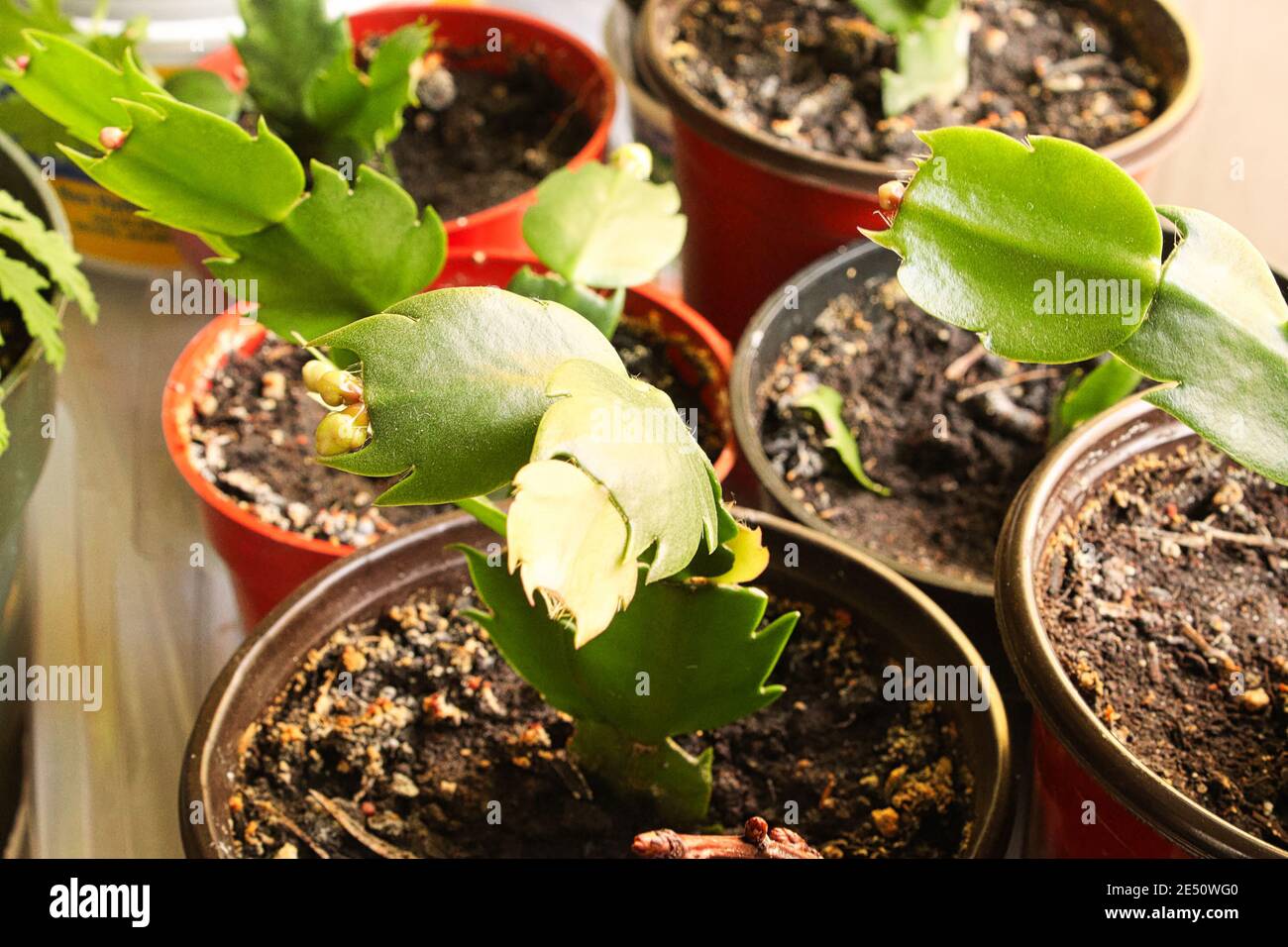 Christmas cactus hi-res stock photography and images - Alamy
