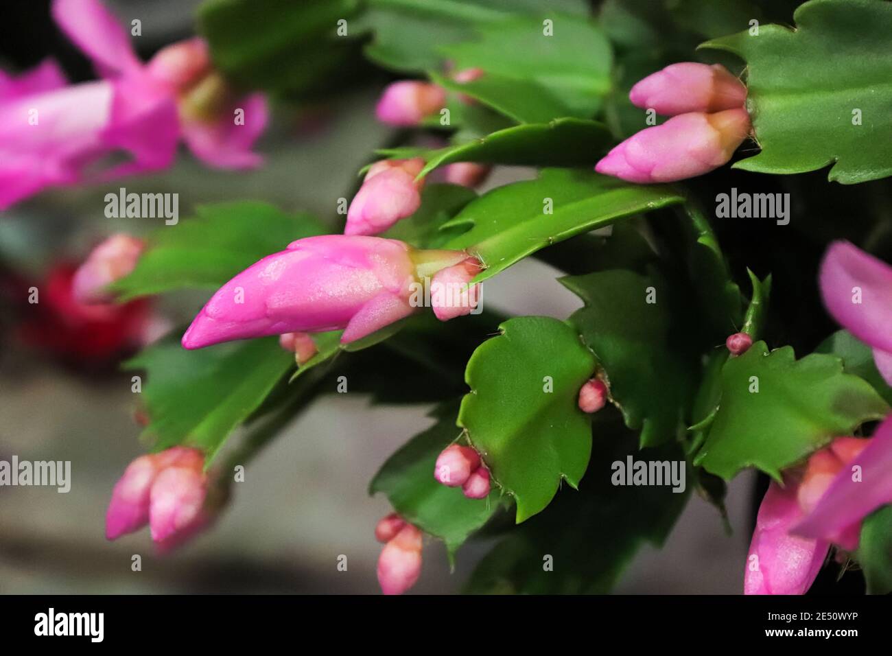 A Christmas Cactus full of pink buds Stock Photo - Alamy