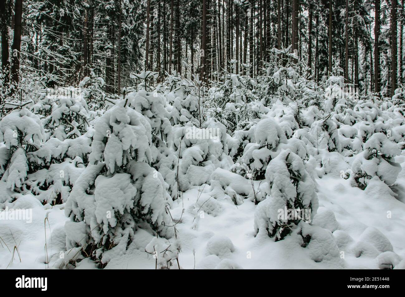 Snow covered trees in the winter forest.Christmas holiday background ...