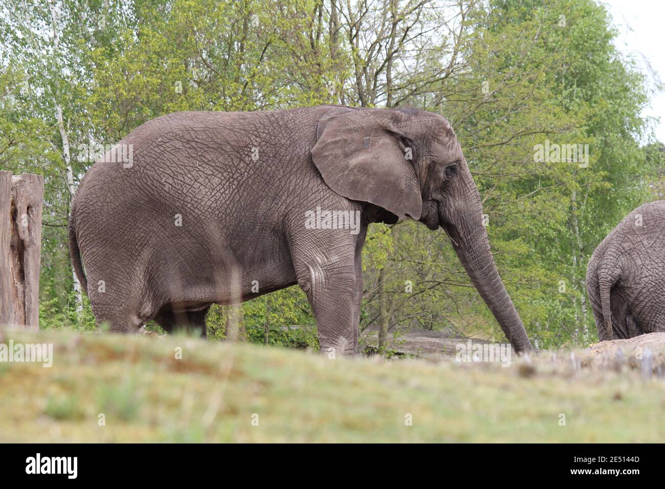 Grey elephant hi-res stock photography and images - Alamy