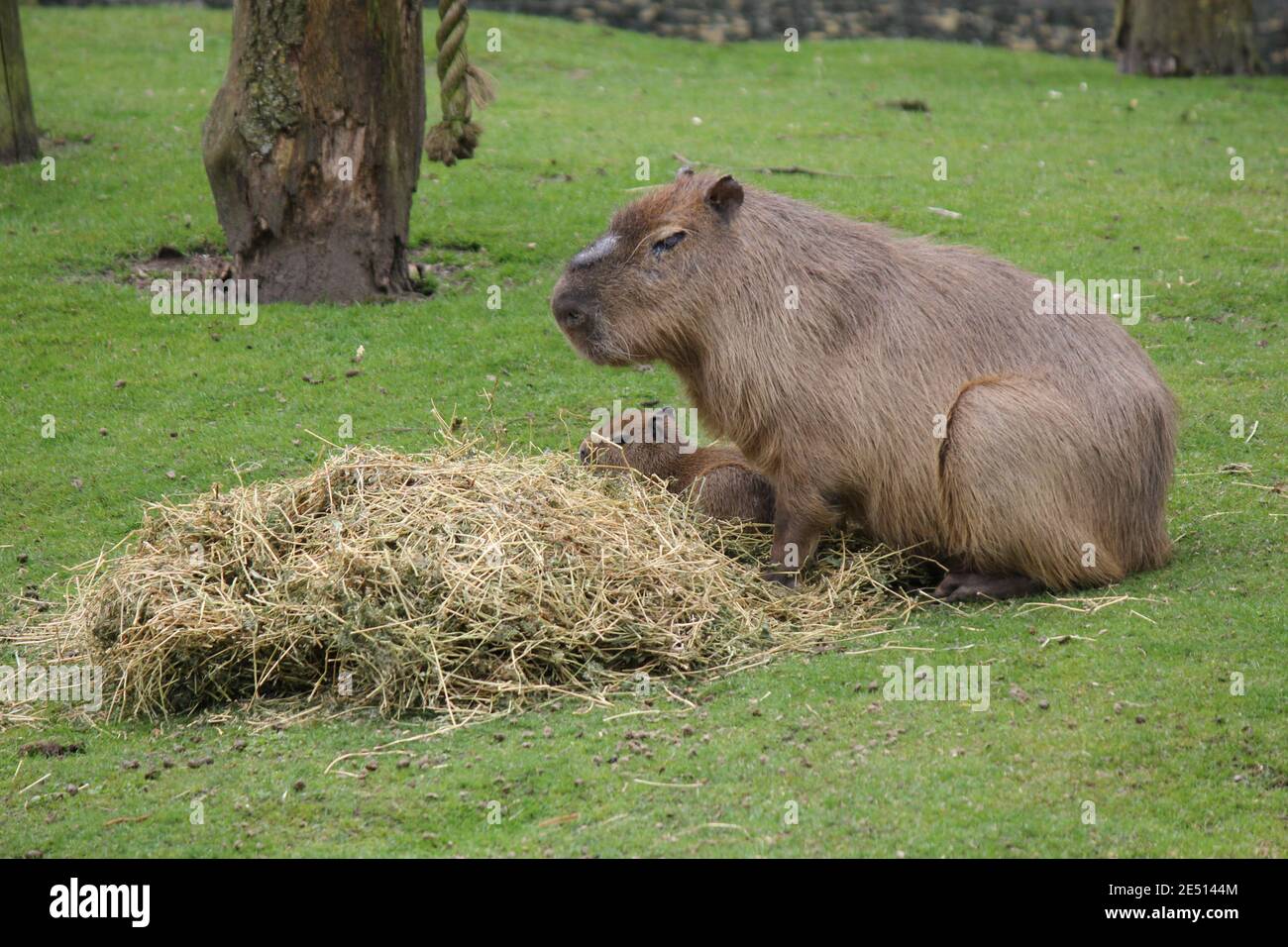 a capybara sits with its young in a green meadow in a safari park in ...