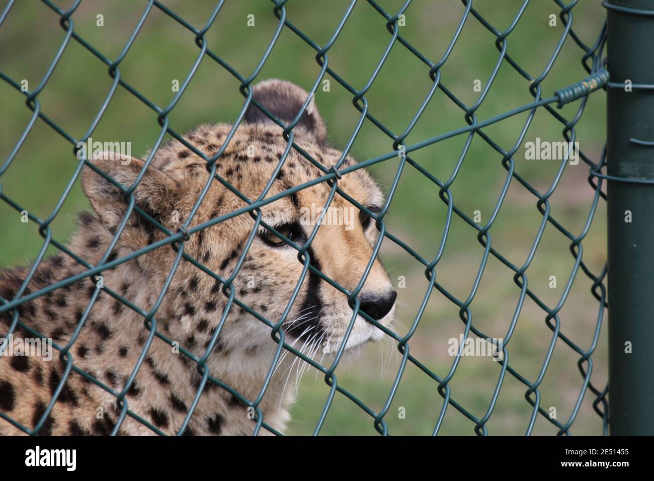 Funny cheetah hi-res stock photography and images - Alamy