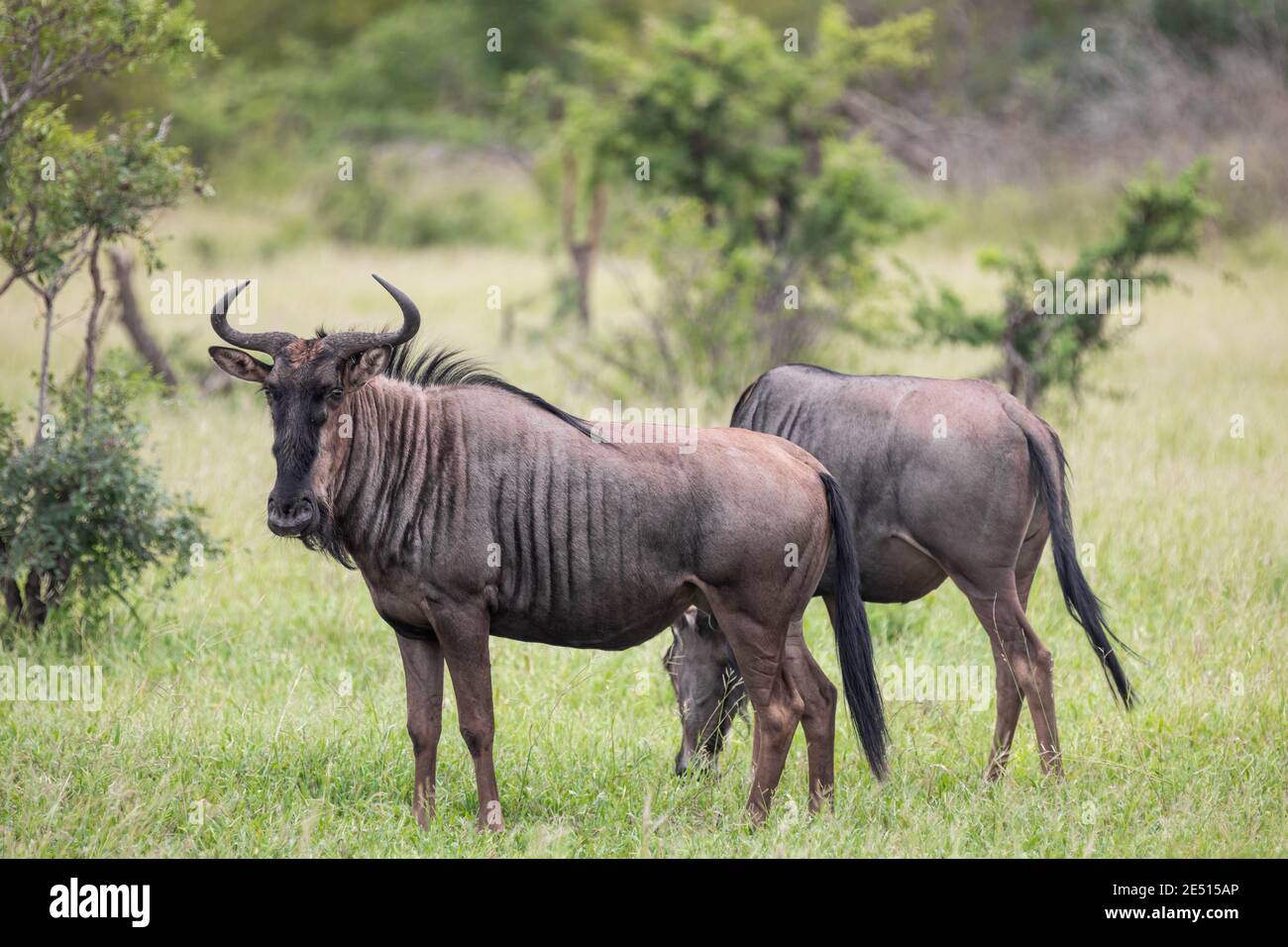 African savanna trees and grass hi-res stock photography and images - Alamy