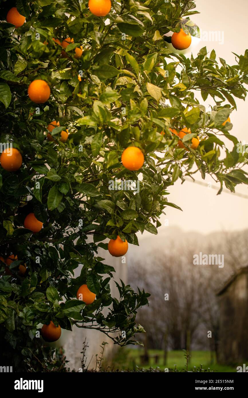 Colorful orange tree full of fruits Stock Photo - Alamy