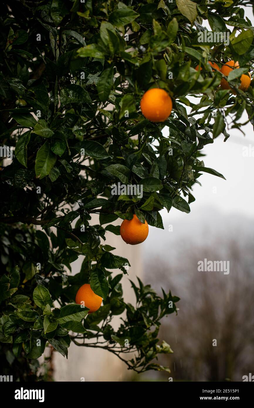 Colorful orange tree full of fruits Stock Photo - Alamy
