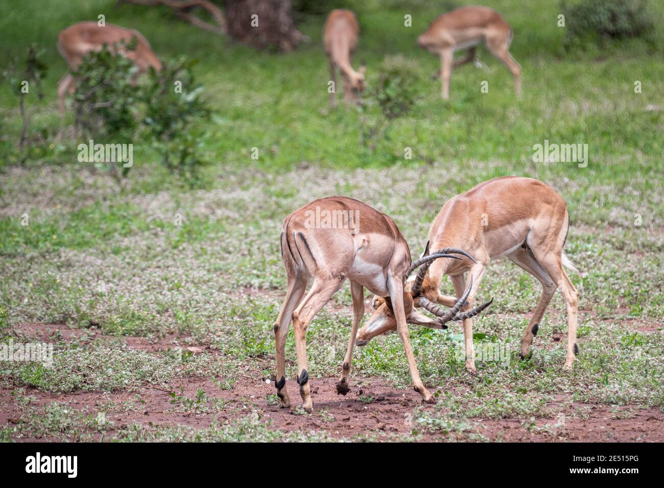 Gazelle mating hi-res stock photography and images - Alamy
