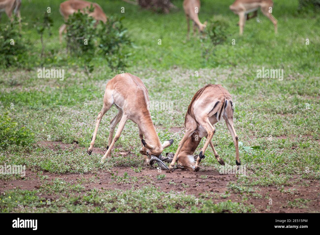 Mating antelope hi-res stock photography and images - Alamy