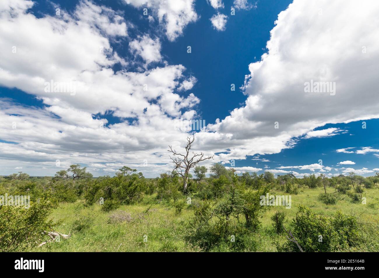 Wide angle shot of the south african savanna, with a solitary dead tree ...