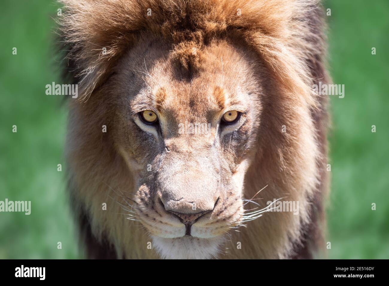 Male lion staring into camera hi-res stock photography and images - Alamy