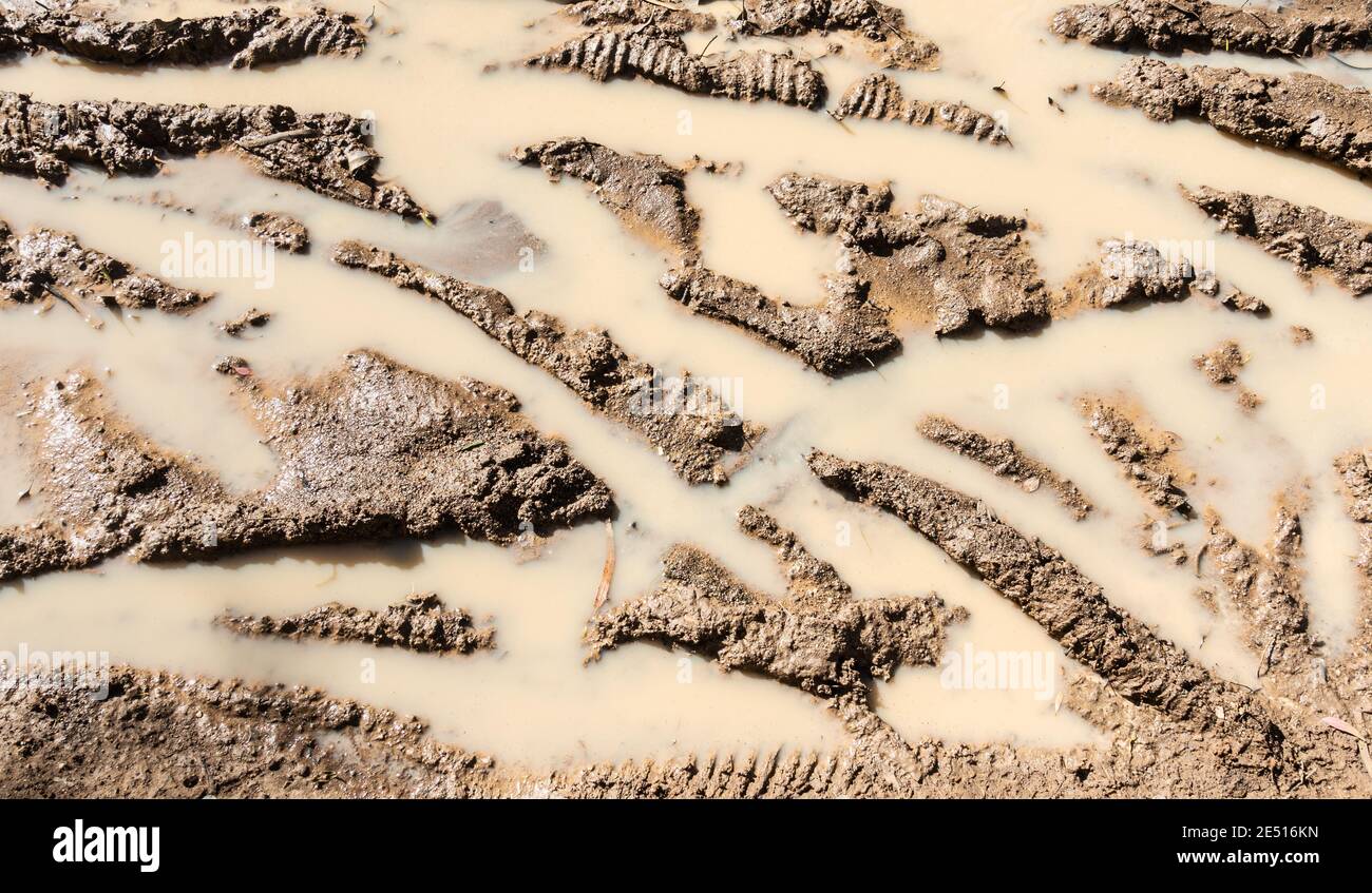 Mountain bike tyre tracks on muddy footpath following heavy rain Stock ...