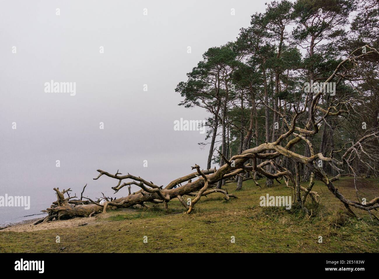 Weathered trees hi-res stock photography and images - Alamy