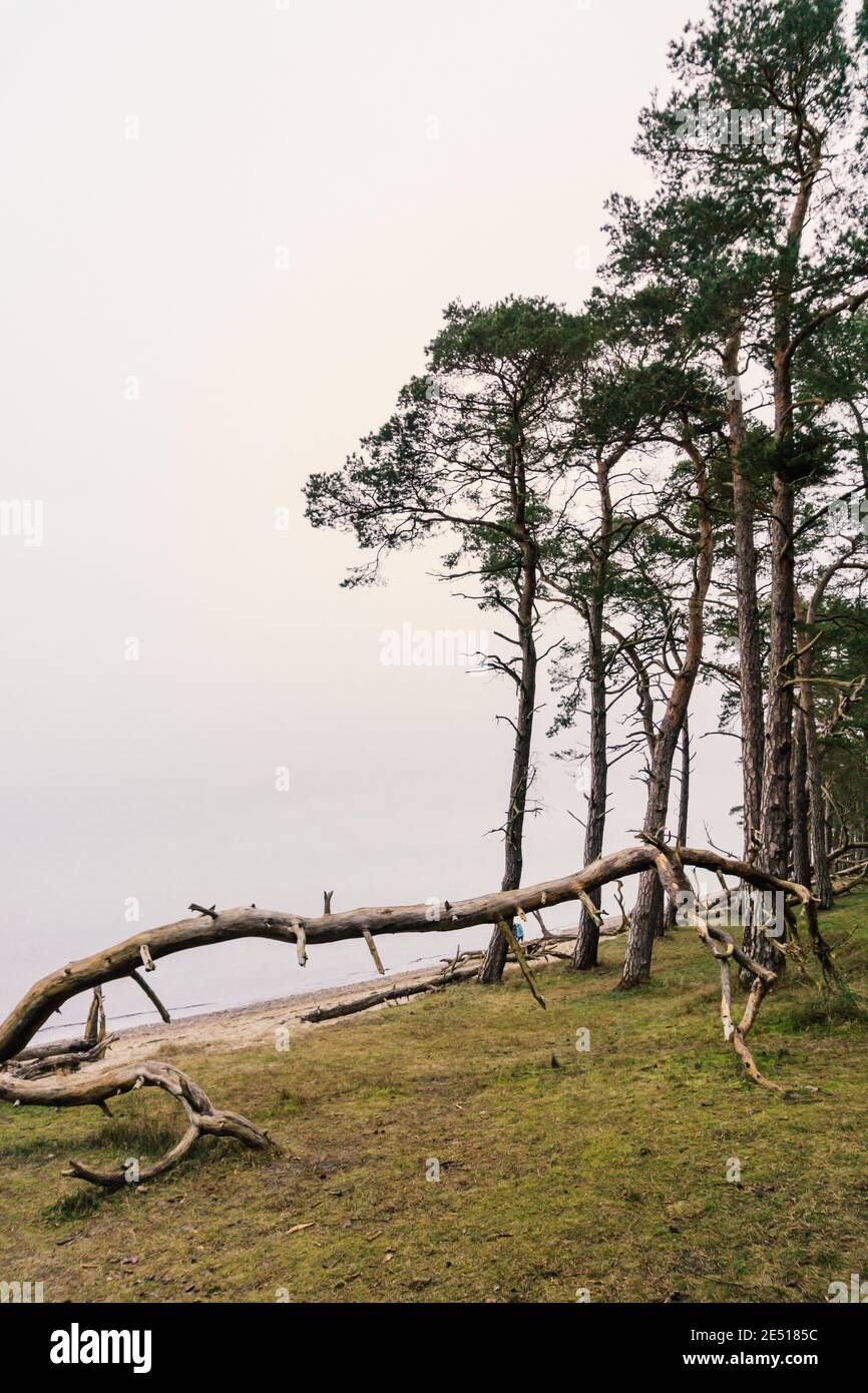 Weathered trees hi-res stock photography and images - Alamy