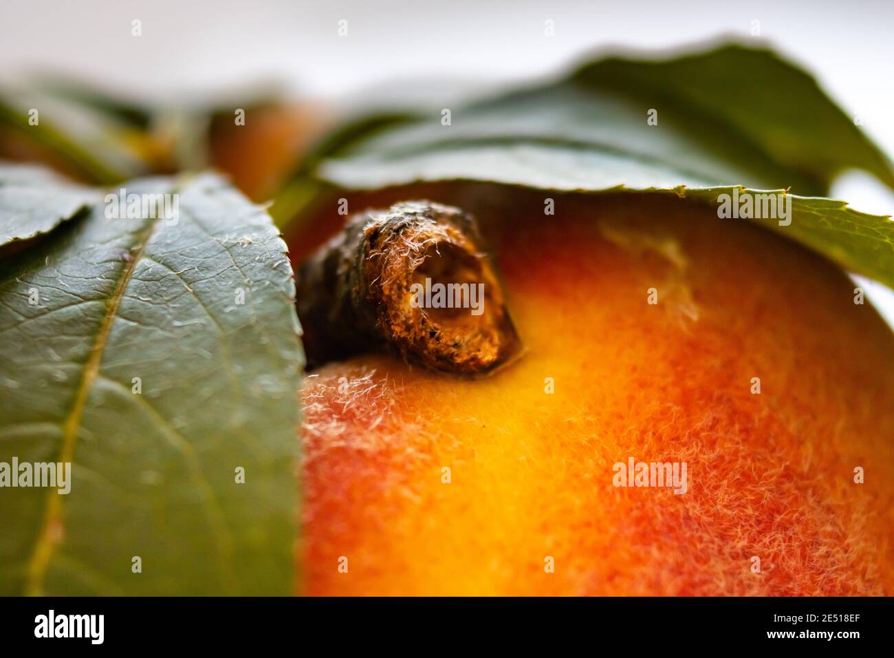 Peach with stalk and leaf hi-res stock photography and images - Alamy
