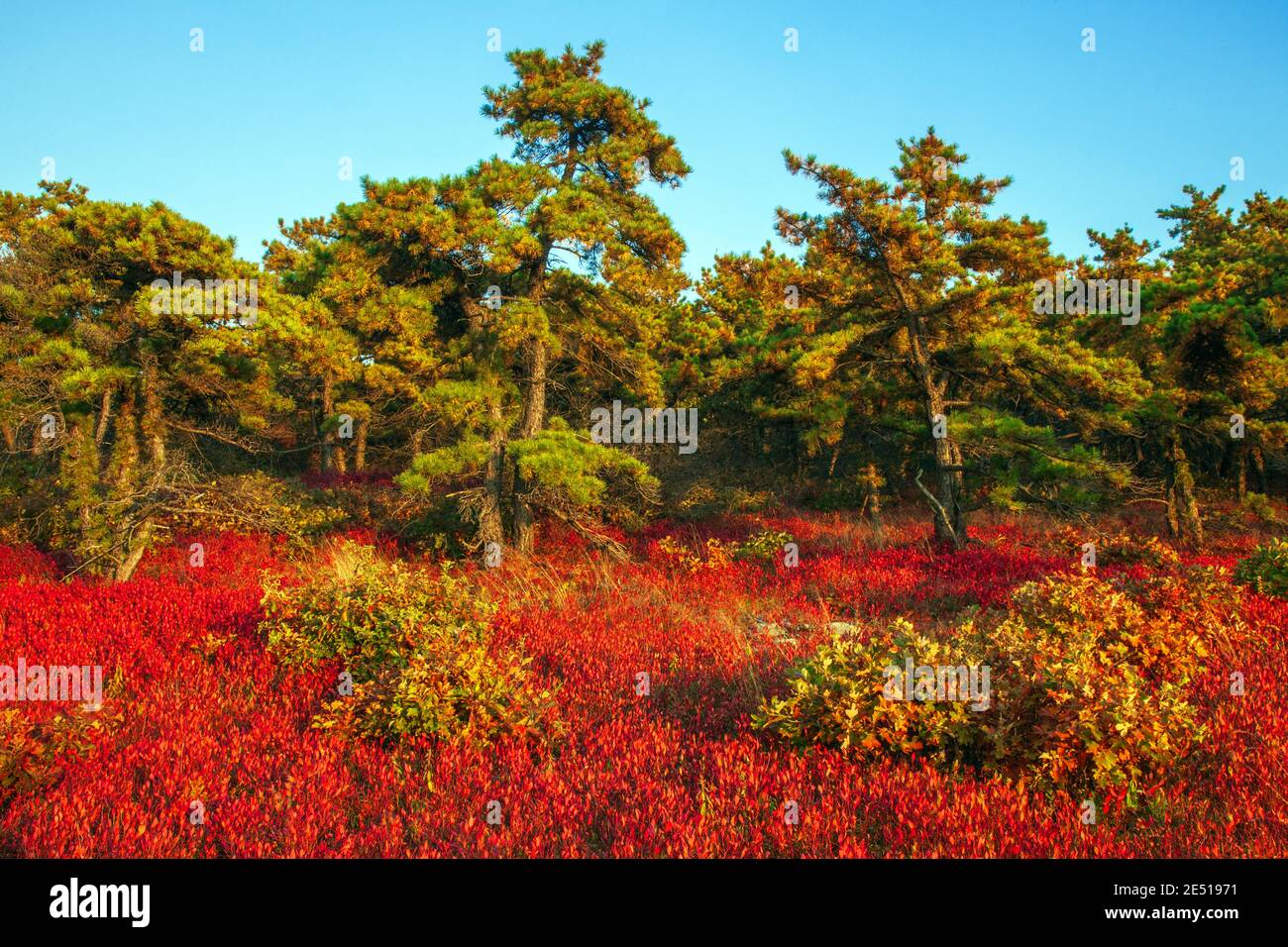 Moosic Mountain in Lackawanna County, Pennsylvania encompasses 15,000 ...
