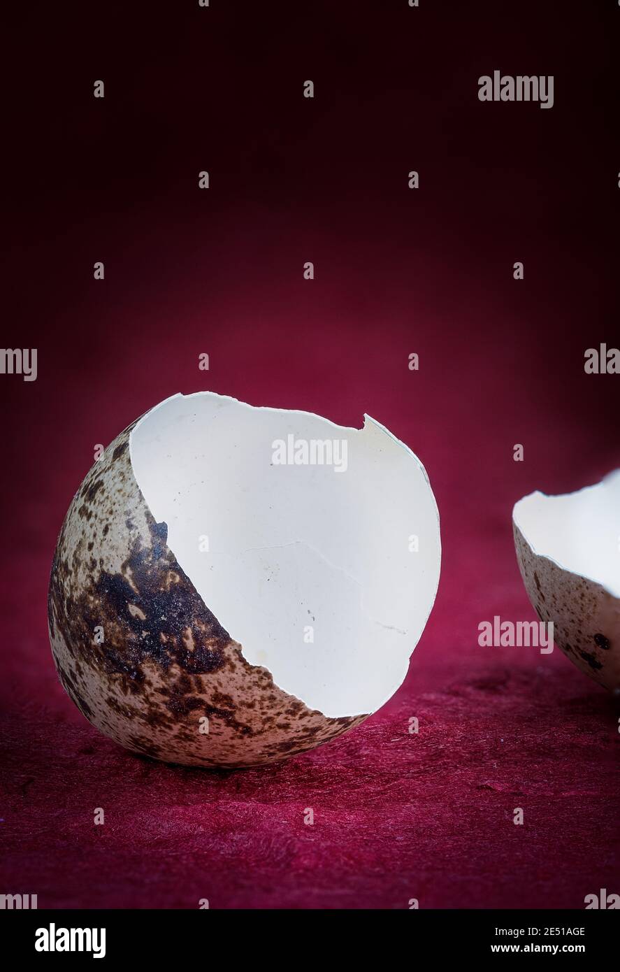 Broken quail eggs hi-res stock photography and images - Alamy