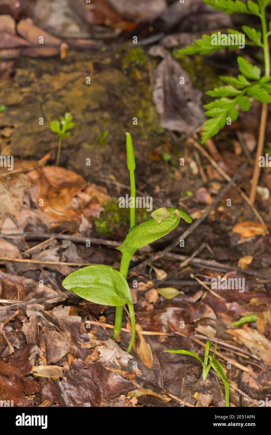 Adder’s Tongue Fern High Resolution Stock Photography and Images - Alamy