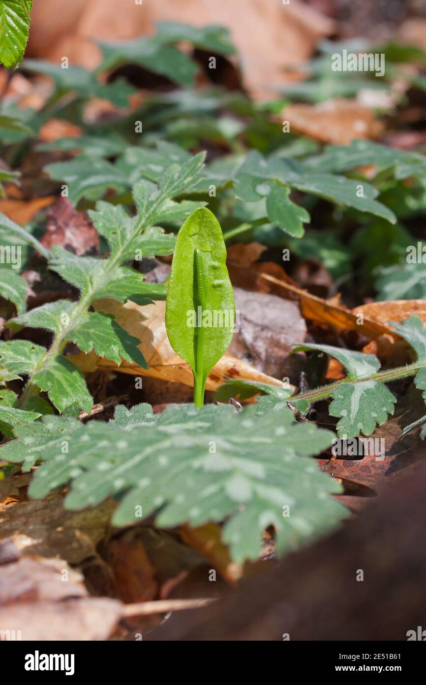 Adder’s Tongue Fern High Resolution Stock Photography and Images - Alamy