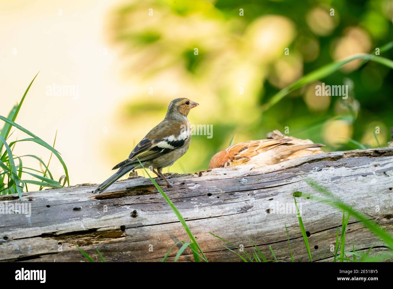 Green and yellow songbird, Greenfinch standing on a tree trunk. In the ...