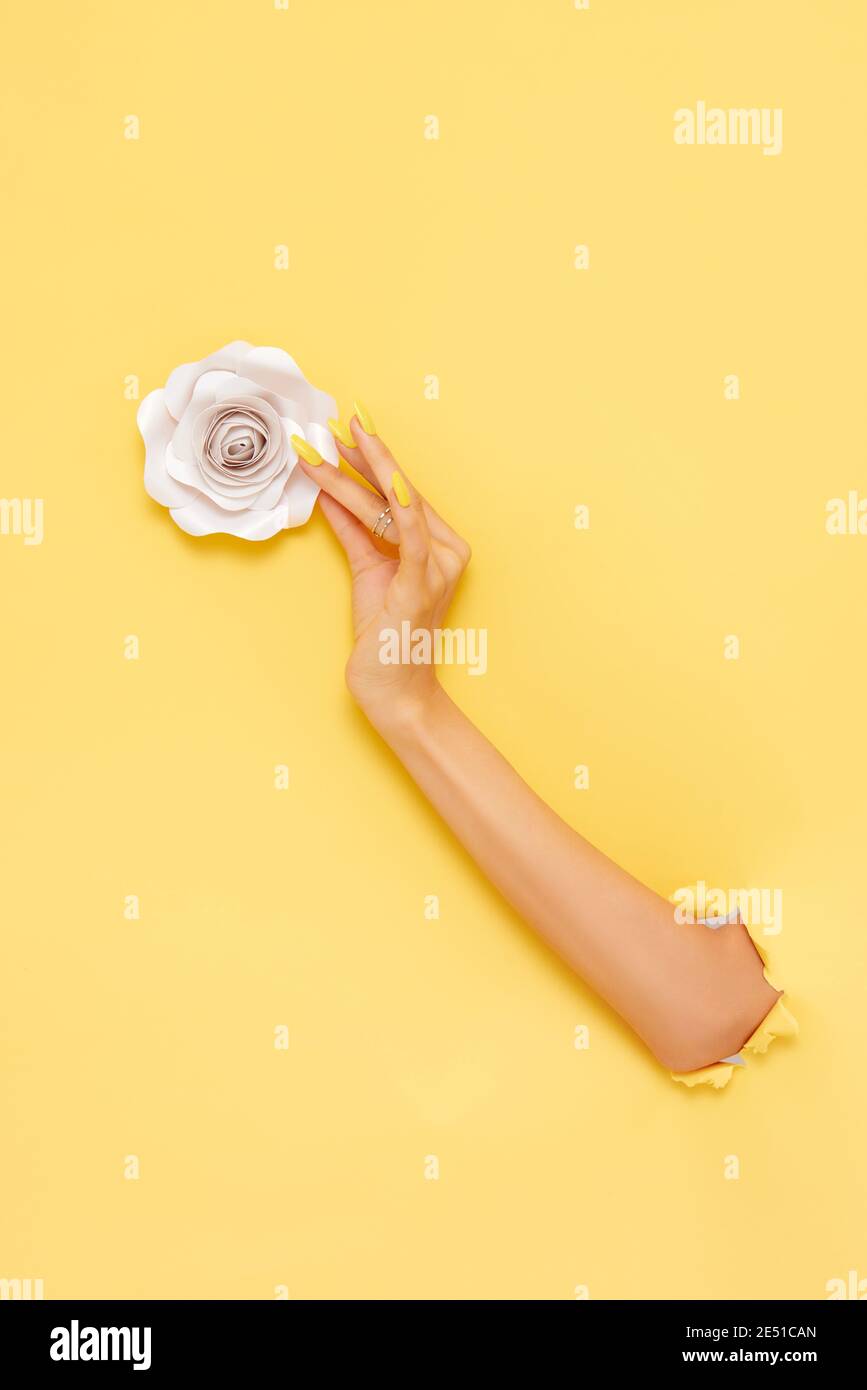 Vertical shot of a female's arm grabbing a rose over a yellow ...