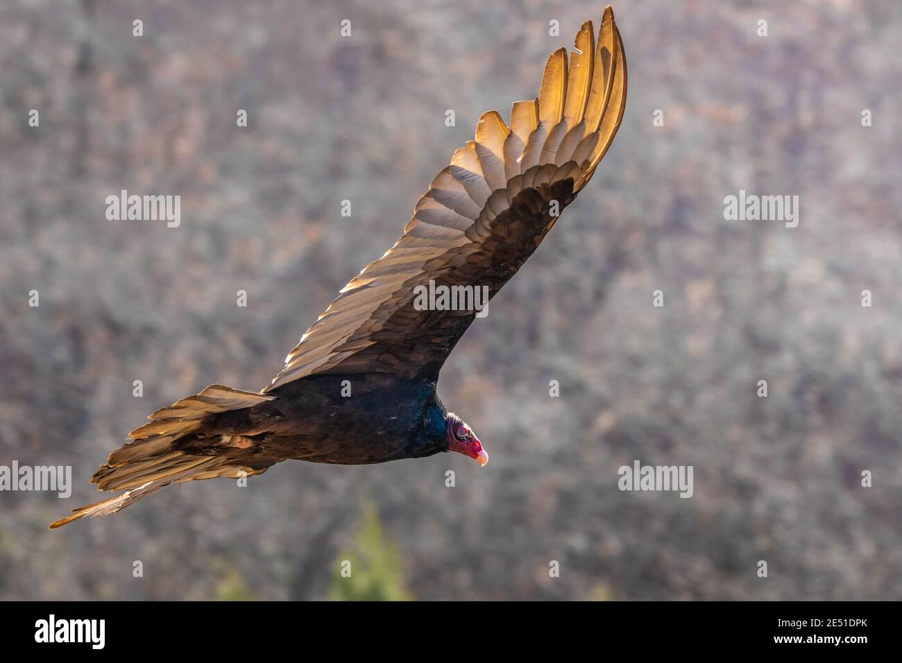 Black vulture wing spread hi-res stock photography and images - Alamy