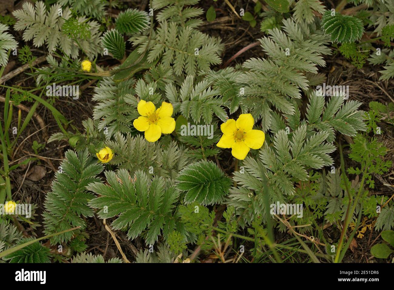 Silverweed hi-res stock photography and images - Alamy