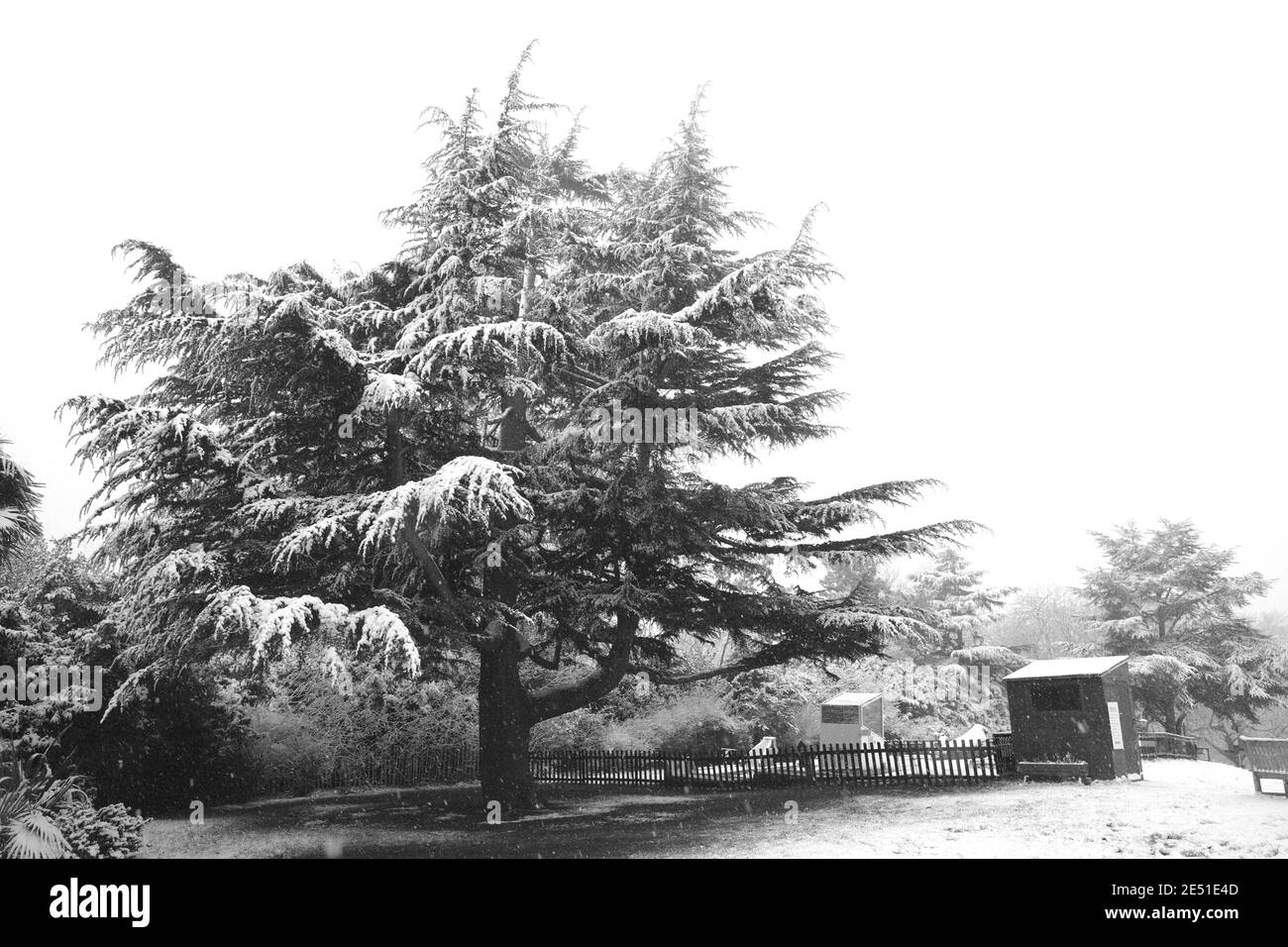 Cedar tree Black and White Stock Photos & Images - Alamy